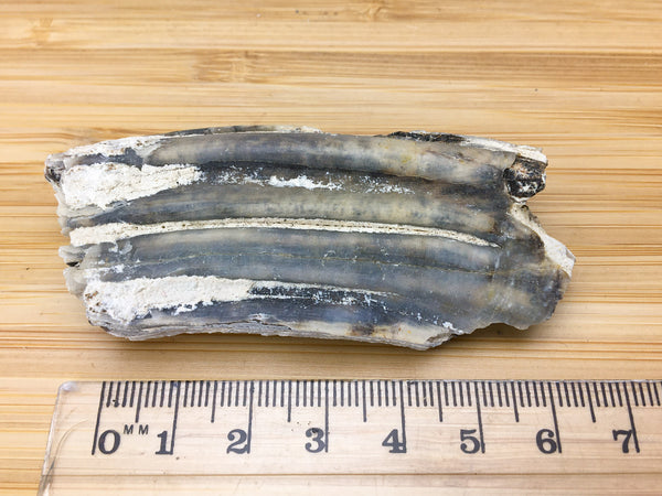 Equus mexicanus -- ice age fossil - The Science of Magic